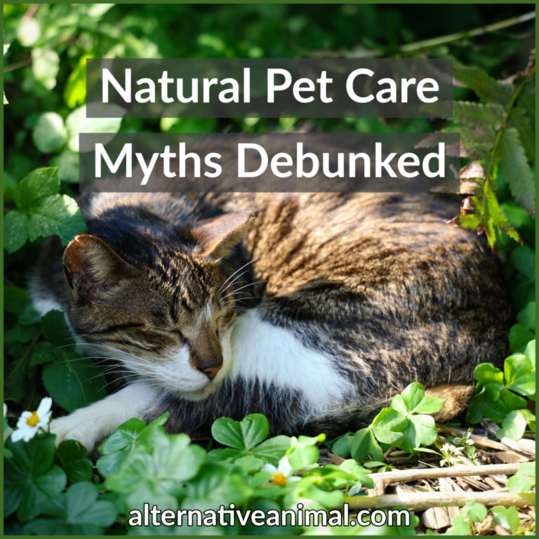 10 Things We Can All Learn From Animals • Alternative Animal