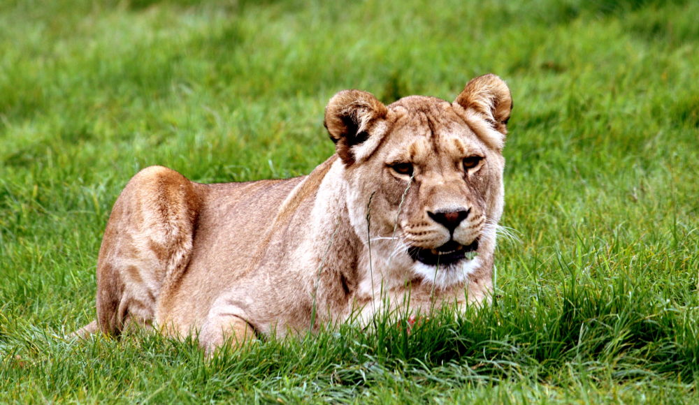 10 Things We Can All Learn From Animals • Alternative Animal