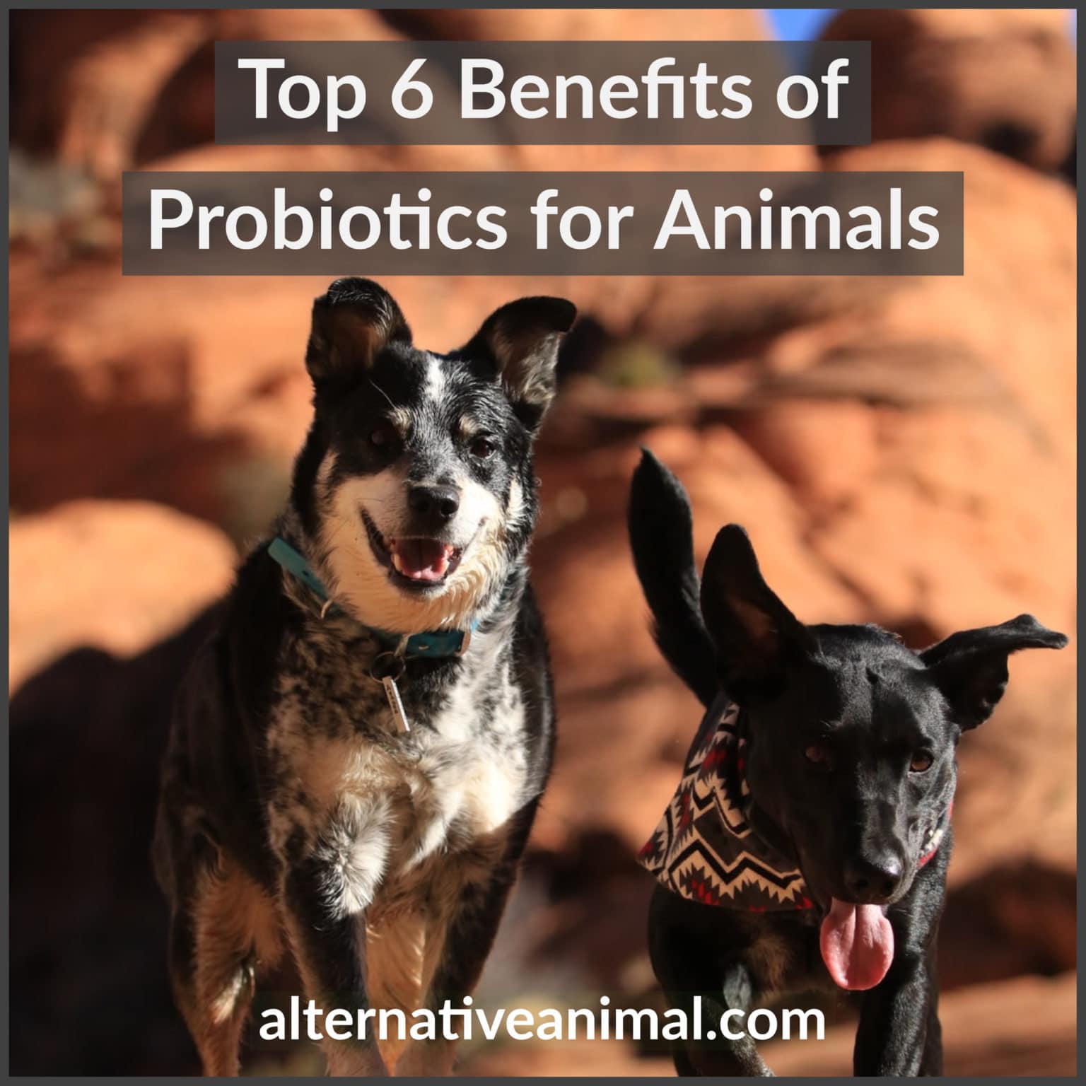 Probiotics-Top 6 Benefits Of Probiotics For Animals • Alternative Animal
