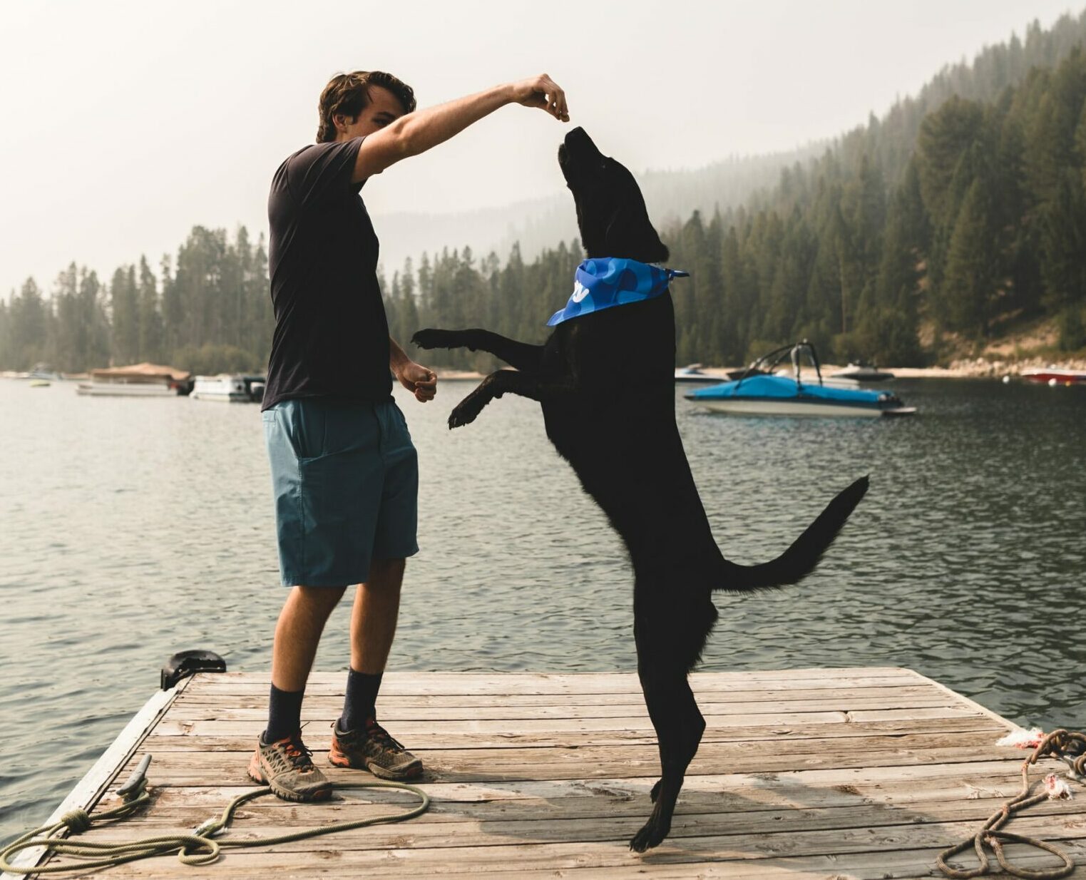 Healthy Dog Treats You Can Easily Make At Home • Alternative Animal