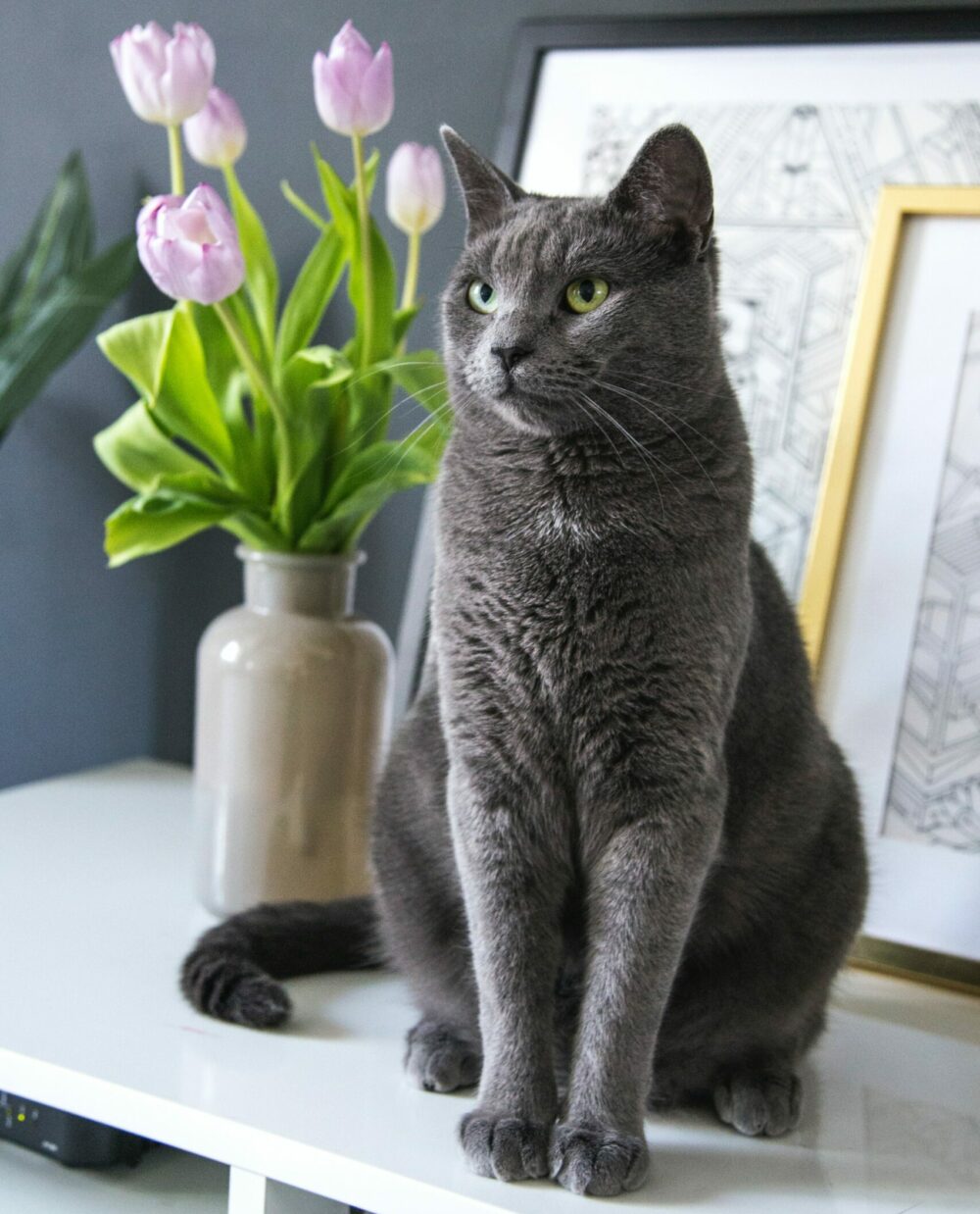 Kidney Cleanse Naturally | Kidney Supplement For Cats • Alternative Animal