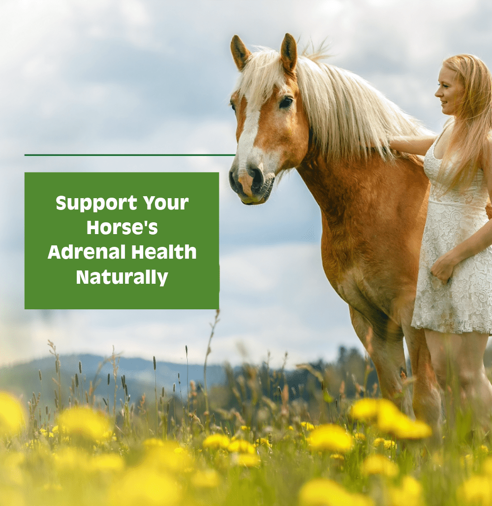 Nurturing Your Equine Companion: Understanding Adrenal Support For ...