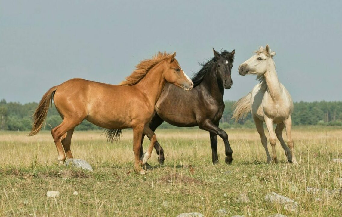 Alternative Animal Natural Supplements For Horses • Alternative Animal