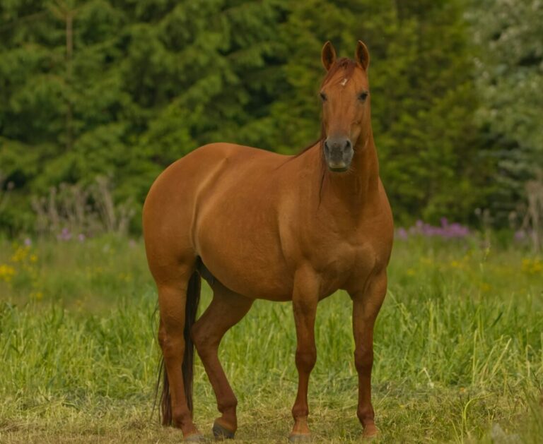 Alternative Animal Natural Supplements For Horses • Alternative Animal