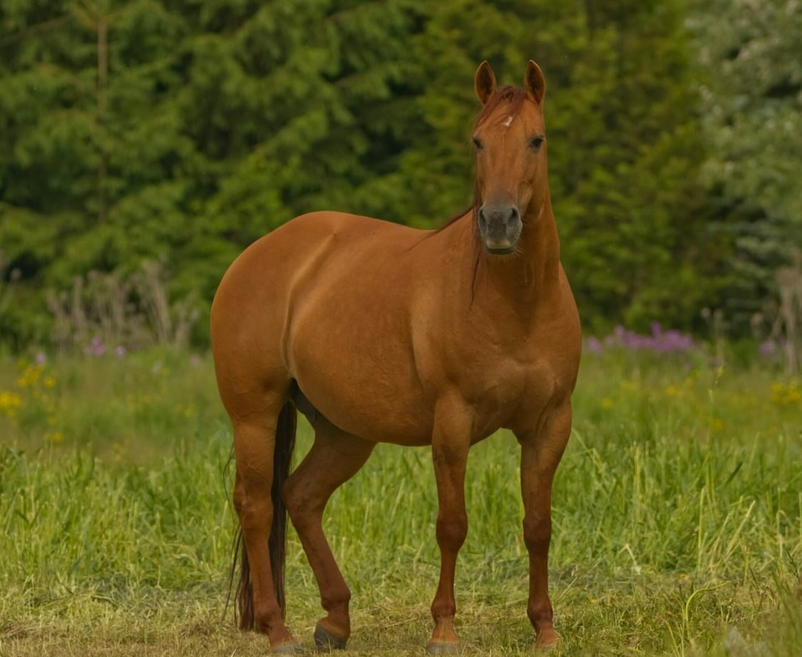 Alternative Animal Natural Supplements For Horses • Alternative Animal