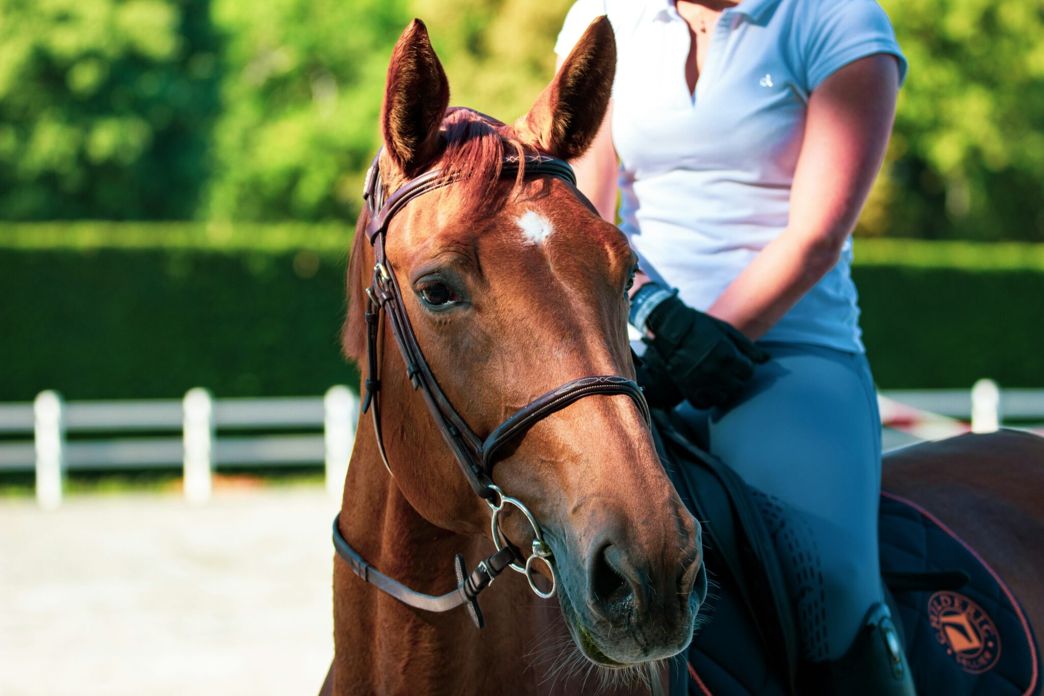 Cushing's Free Naturally | Equine Endocrine Balance • Alternative Animal