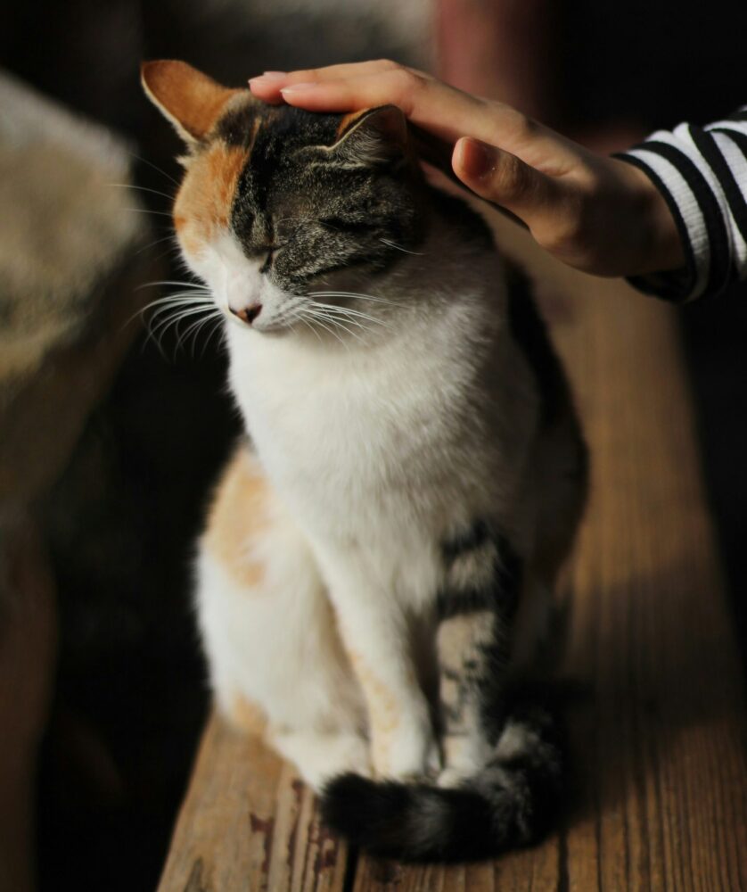 Top Reasons To Detox Your Cat’s Liver And Kidneys: A Guide To Better ...