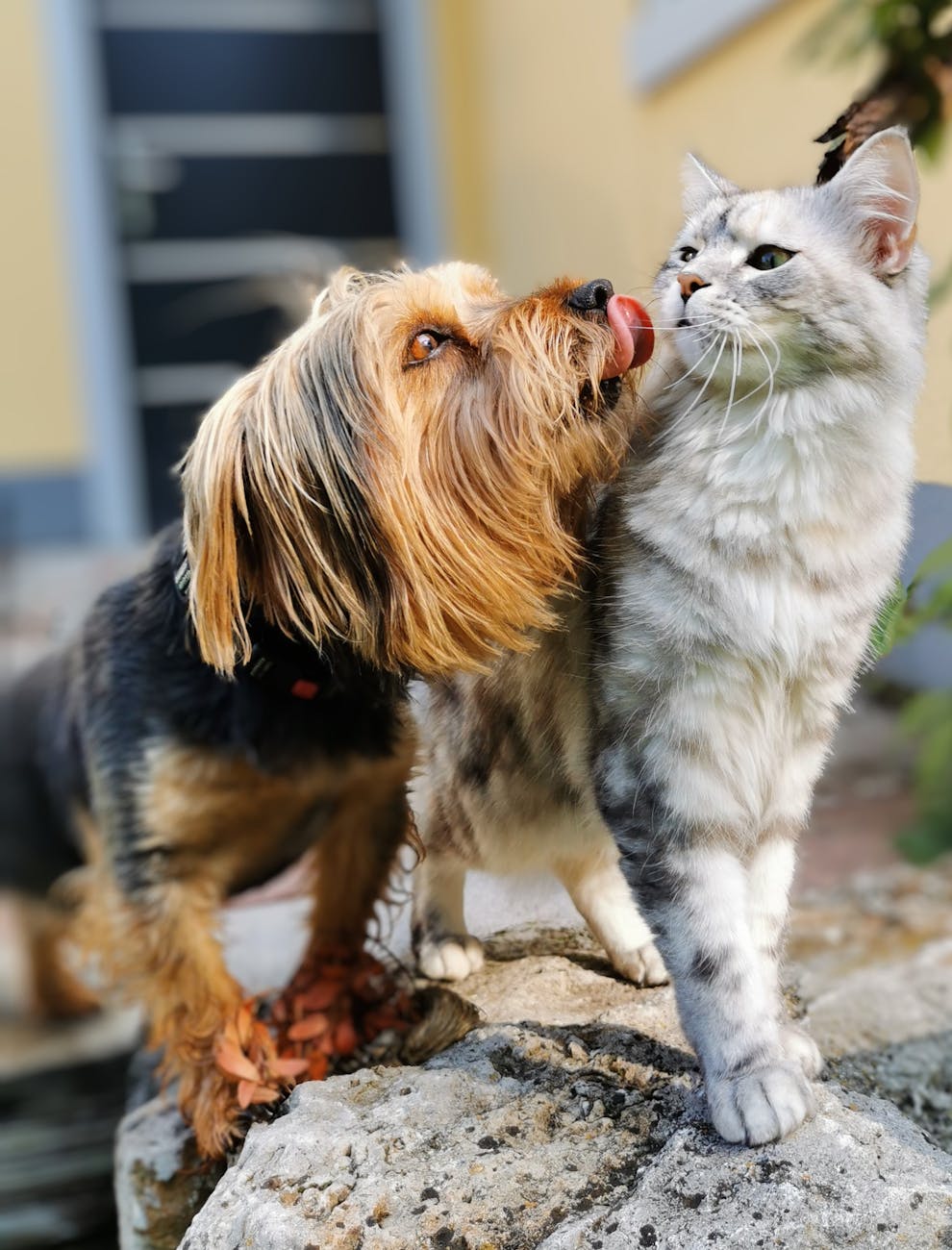 Alternative Animal Natural Supplements For Horses • Alternative Animal